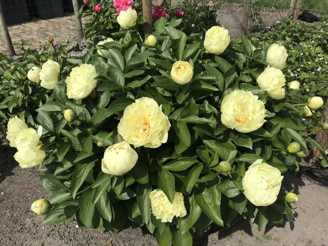 10 Rare Seeds Lemon Chiffon Peony Seeds B034 BUY 3 GET 1 - Etsy