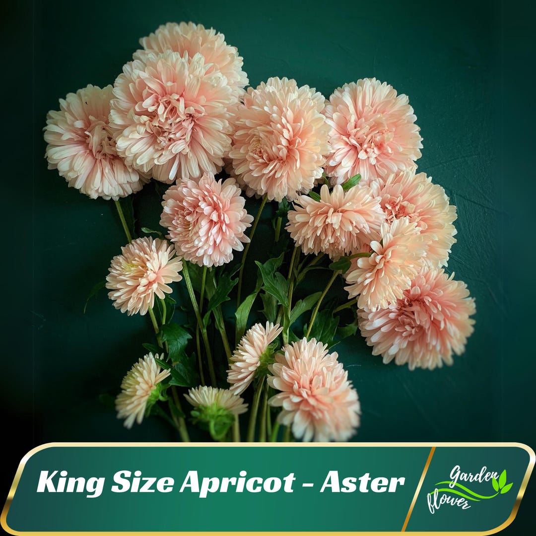 King Size Apricot - Aster Seeds - Cold Resistant - Open-pollinating ...