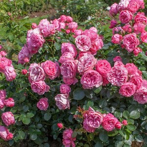 25+ Rare Seeds| Leonardo Da Vinci Pink Rose Seeds- Perennial ...