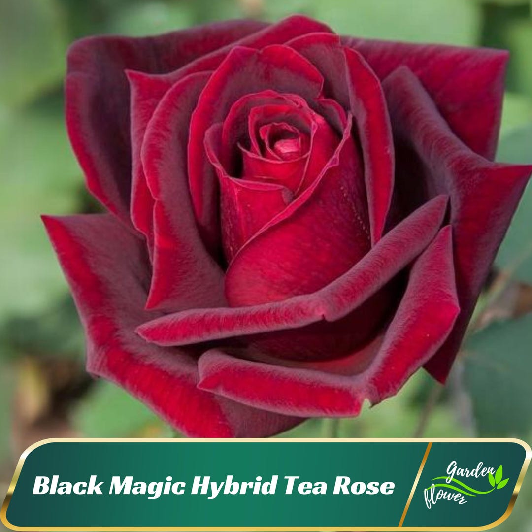 30+ Rare Seeds| Black Magic Hybrid Tea Flower Rose Seeds - Perennial ...