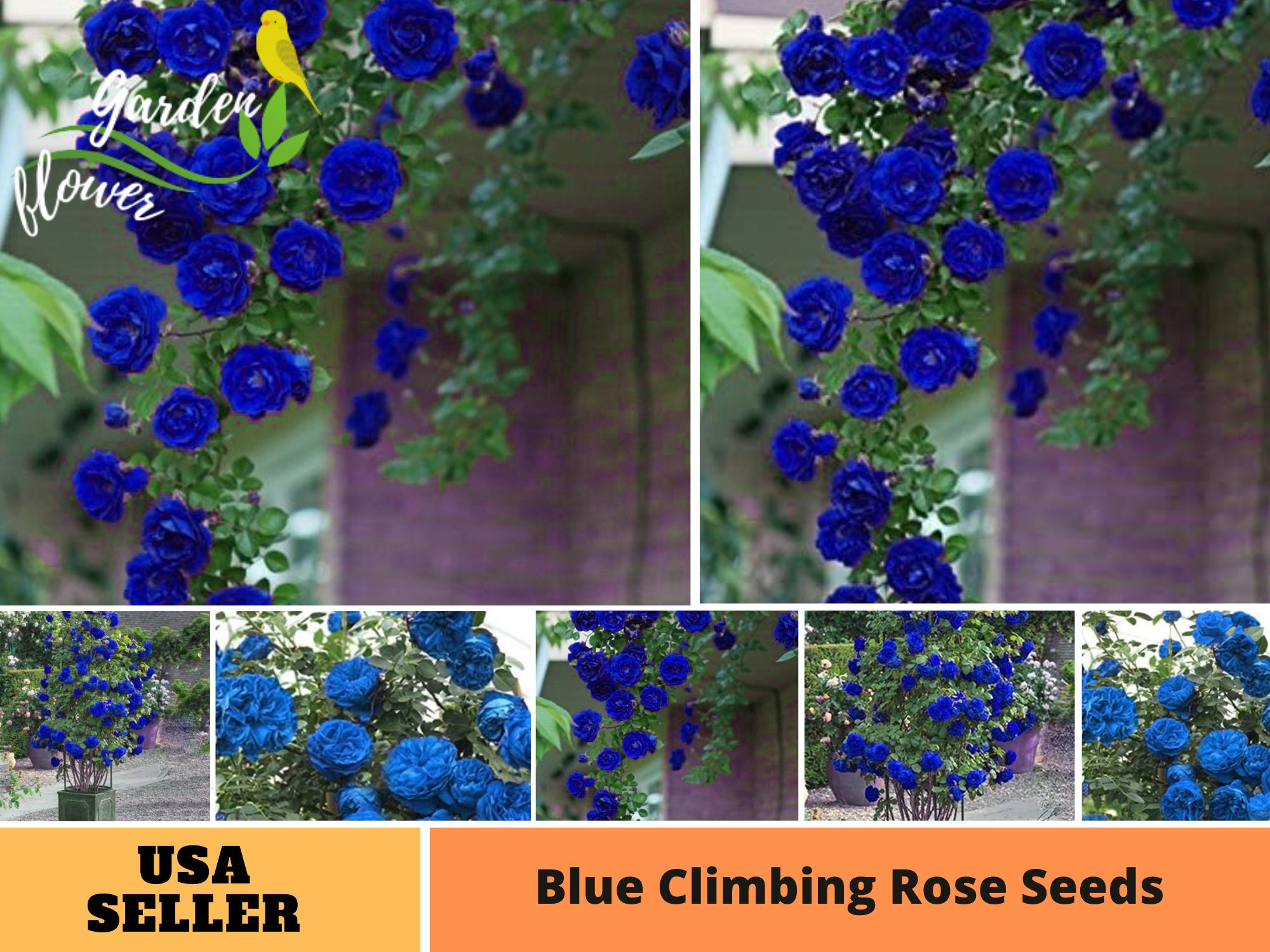 25 Rare Seeds Blue Climbing Rose Seeds-perennial authentic - Etsy