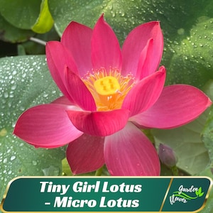 5 Tiny Girl Lotus - Micro Lotus Seeds - Indian Lotus (nelumbo Nucifera ...