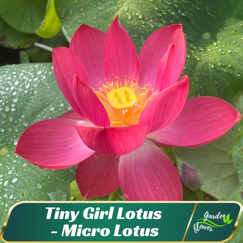 Lotus Flower Plant - Etsy