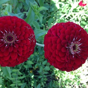 Zinnia ‘benary’s Giant Deep Red’ - Zinnia Elegans - Authentic Seeds ...