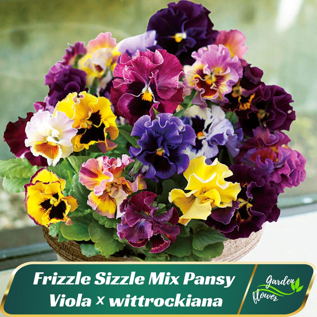 Frizzle Sizzle Mix Pansy Viola × Wittrockiana Seeds - Open-pollinating ...