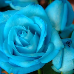 30 Rare Seeds| Light Blue Rose Seeds - Perennial - Authentic Seeds ...