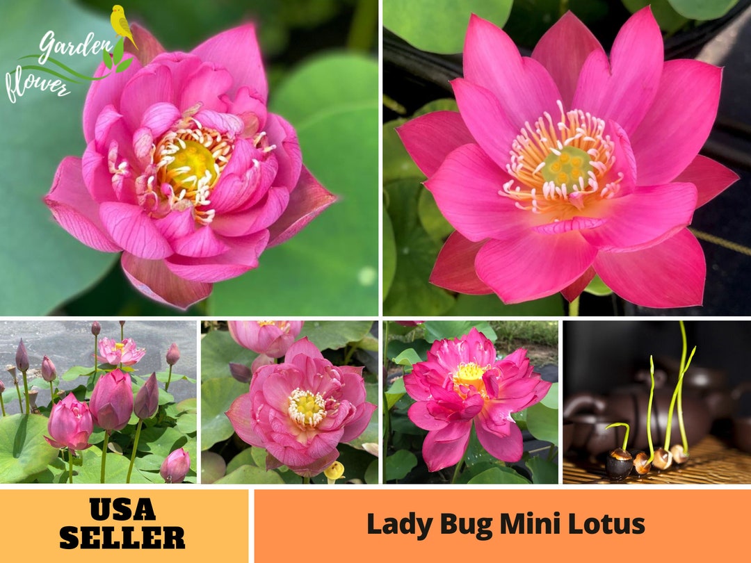 5 Lady Bug Mini Lotus Seeds Indian Lotus nelumbo Nucifera Perennial ...