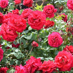 25+ Rare Seed | Red Climbing Rose Seeds - Perennial - Authentic Seeds ...