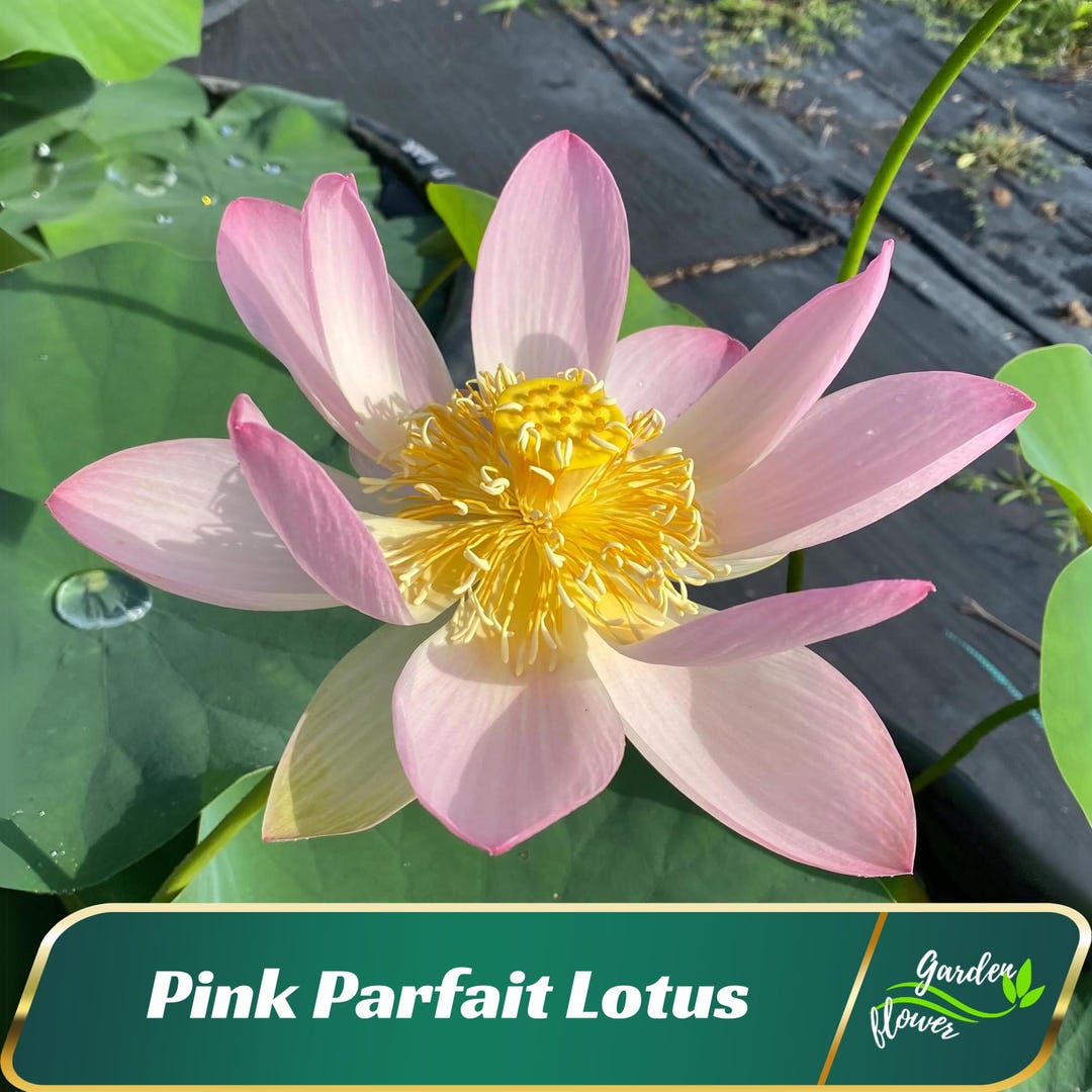 5 Pink Parfait Lotus Seeds - Indian Lotus (nelumbo Nucifera ...