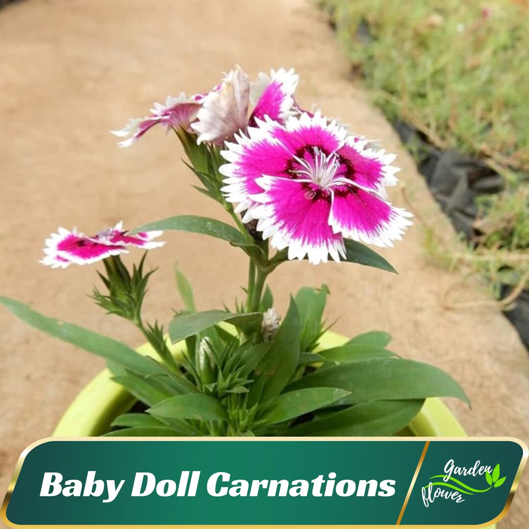 Baby Doll Carnations - Dianthus - Authentic Seeds - Cold Resistant ...