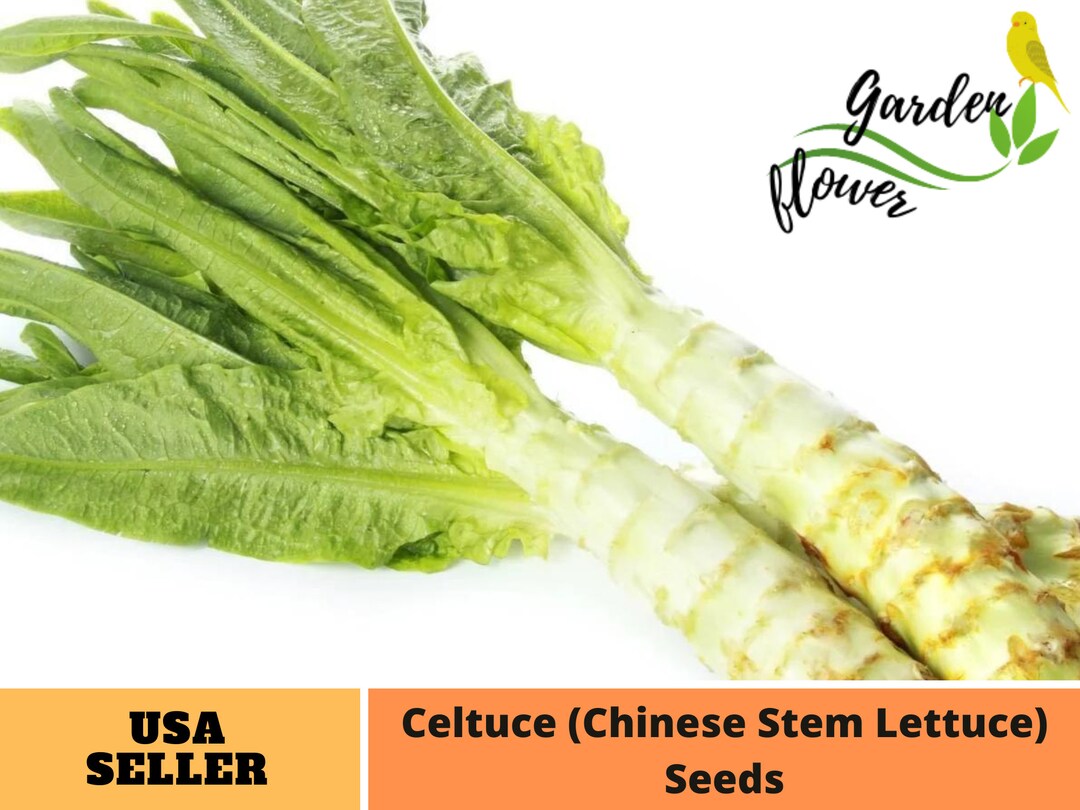 Celtuce chinese Stem Lettuce Seeds Perennial Edible Organic Fast Growing Vegetable Seeds ...