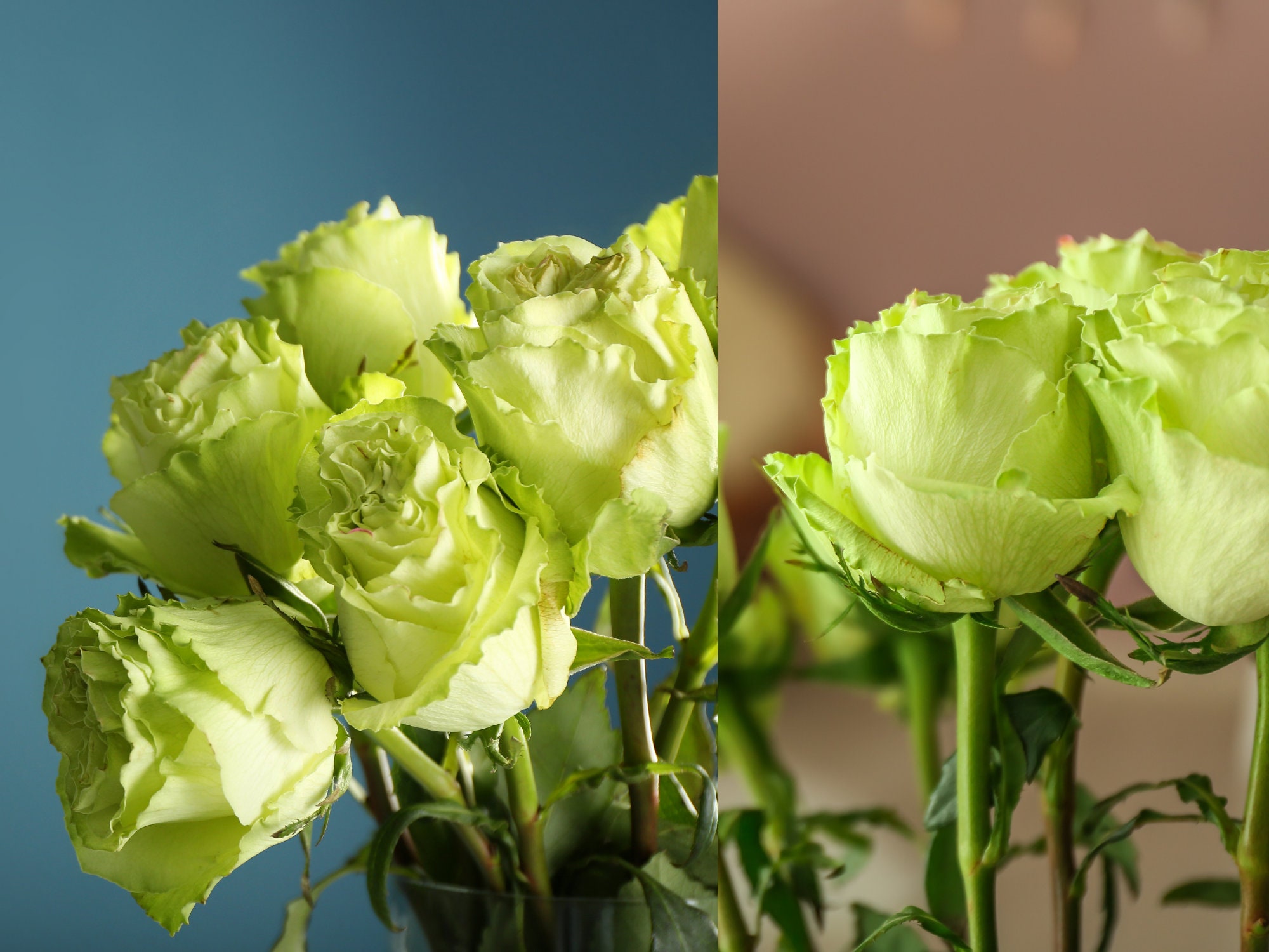 25 Rare Seed Bright Green Rose Seeds perennial authentic - Etsy