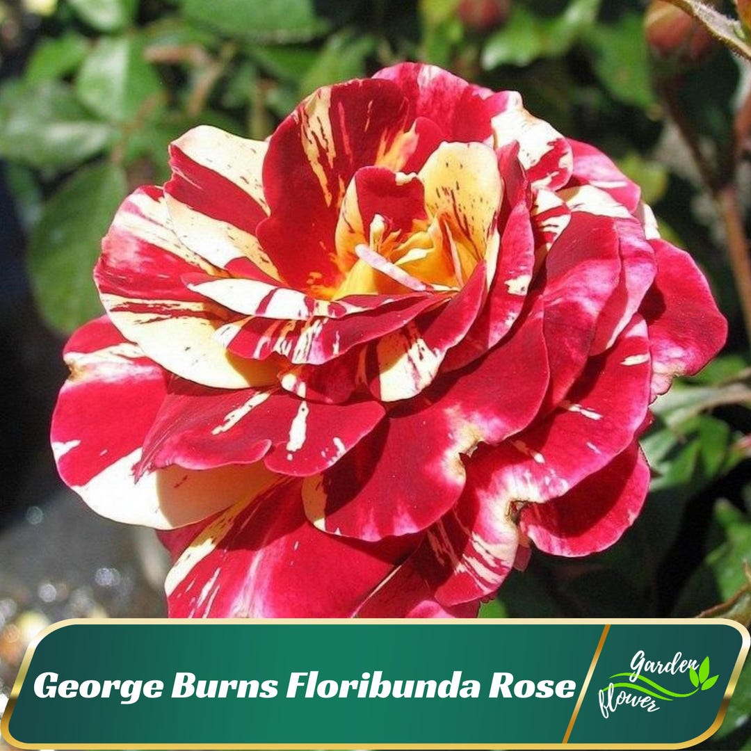 30+ Rare Seed | George Burns Rose Seeds - Perennial - Authentic - Open ...