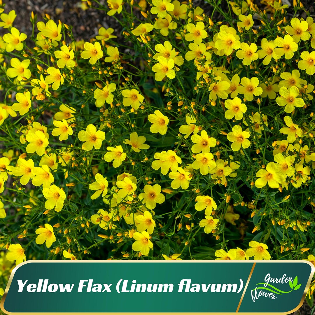 Yellow Flax (linum Flavum)- Authentic Seeds ~ GMO Free ~ Seeds~flower ...