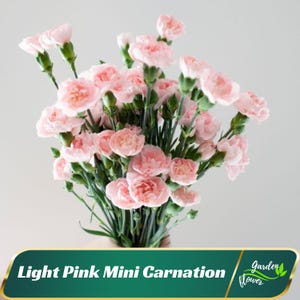 Light Pink Mini Carnation - Dianthus - Authentic Seeds - Cold Resistant ...
