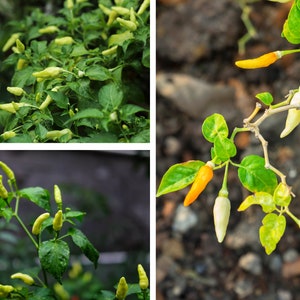 Bird's Eye Chili Peppers (thai) Seeds – Annual - Vegetable Seeds - Fast ...