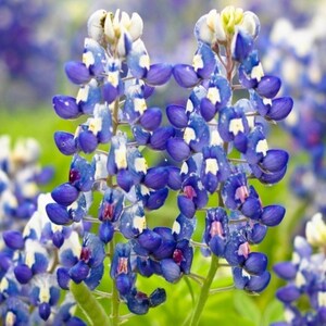 Lupine Seeds - Texas Blue Bonnet - Authentic Seeds ~ GMO Free ~ Seeds ...