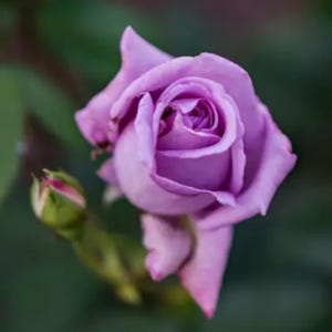 30+ Rare Seed| Light Purple Rose Seeds - Perennial - Authentic Seeds ...