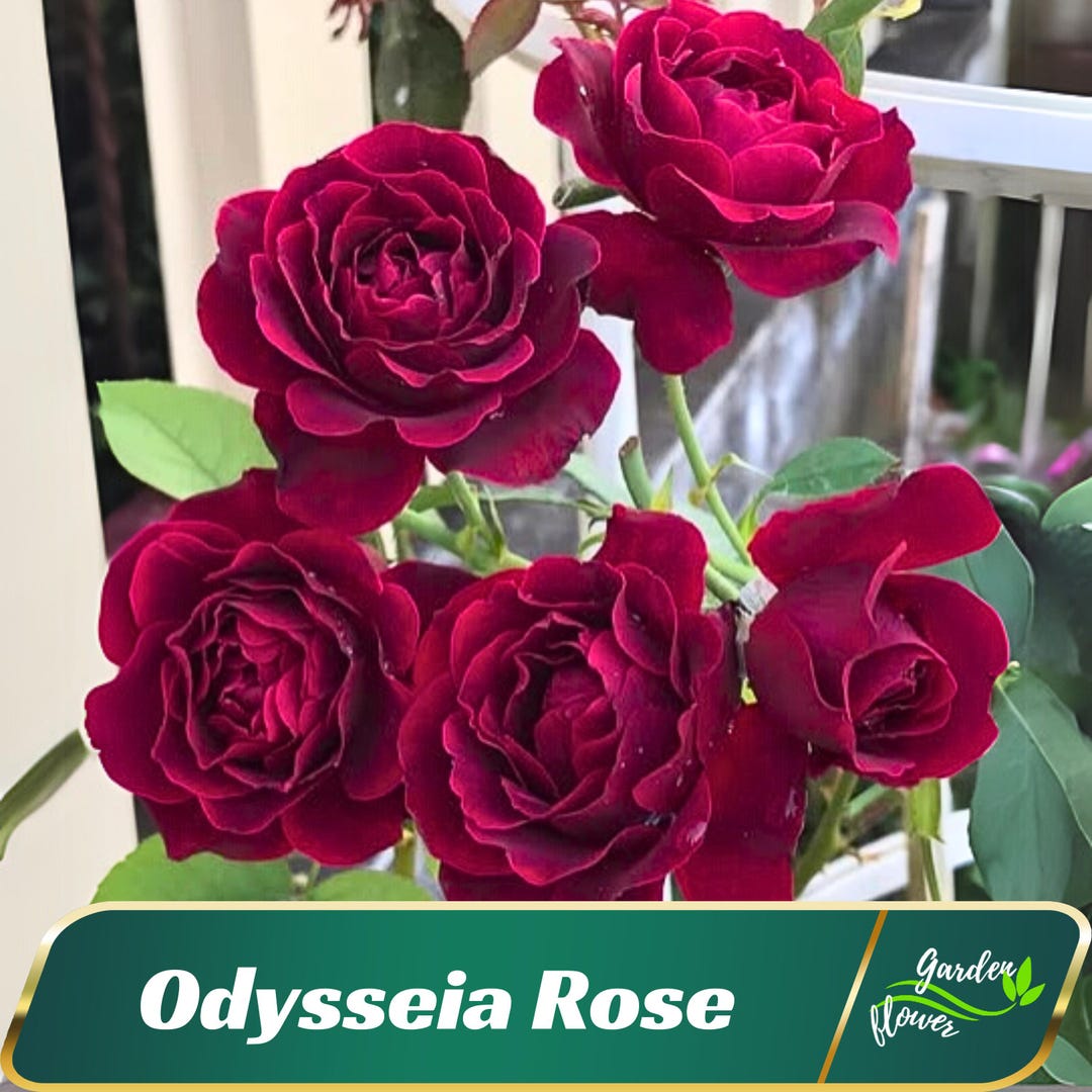 32+ Seeds| Odysseia Rose Seeds- Perennial - Authentic Seeds - Mix Seeds ...