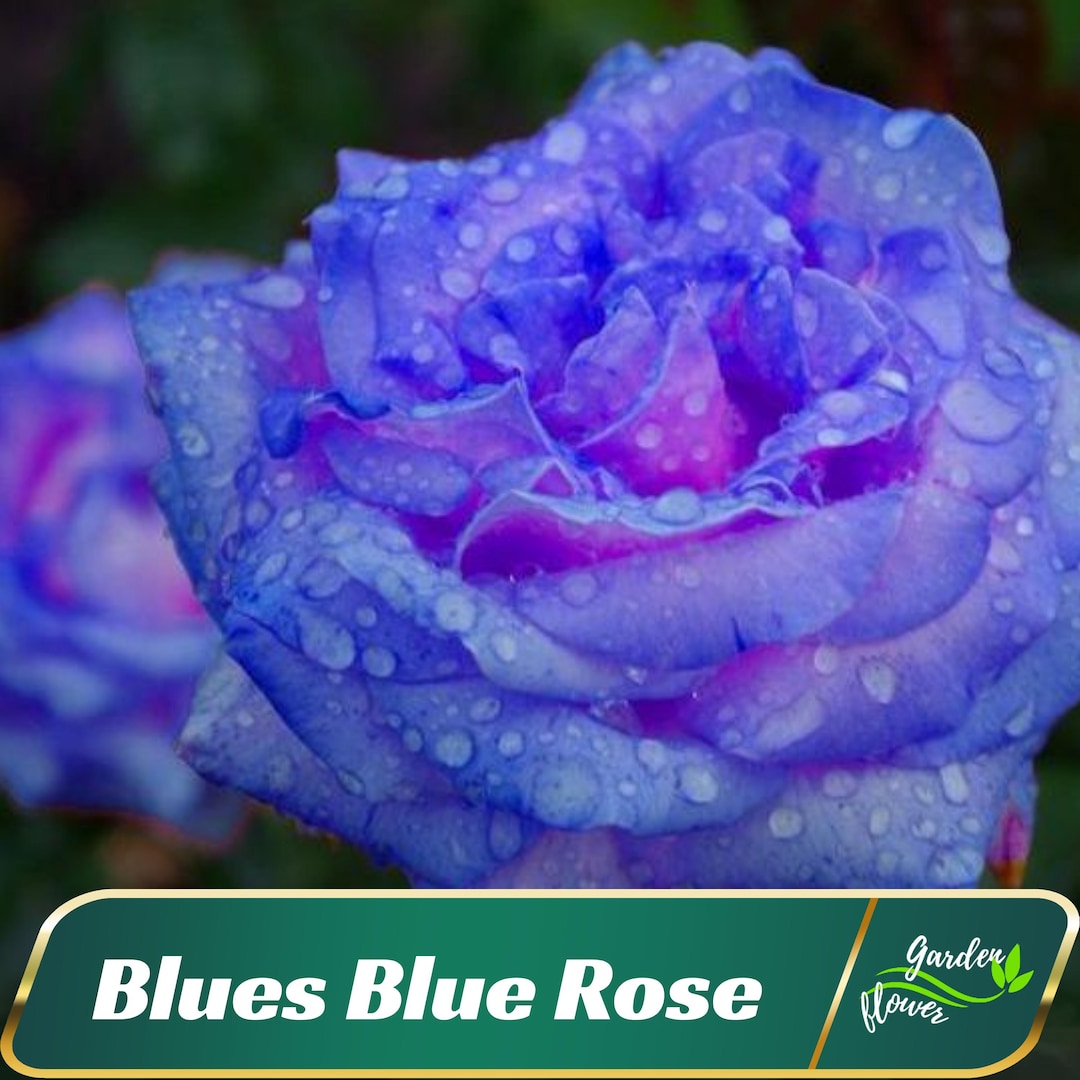 30+ Rare Seed | Blues Blue Rose Seeds - Perennial - Authentic Seeds ...