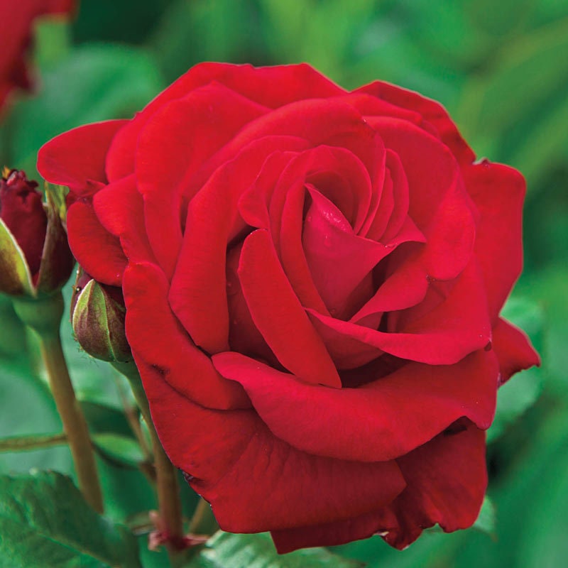 25 Rare Seed Red Rose Seeds-perennial authentic - Etsy