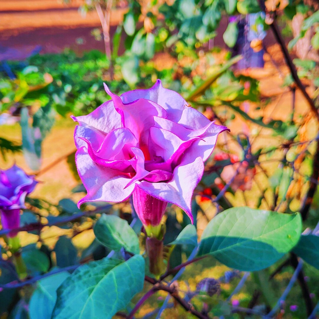 25 Seeds Purple Trumpet Seeds Fast Growing Authentic Seeds Clumping ...
