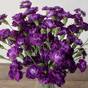 Moonberry Light Purple Mini Carnation - Authentic Seeds - Cold ...