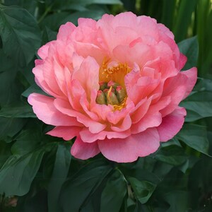 10+ Seeds| Pink Hawaiian Coral Peony Seeds - Perennial - Authentic ...