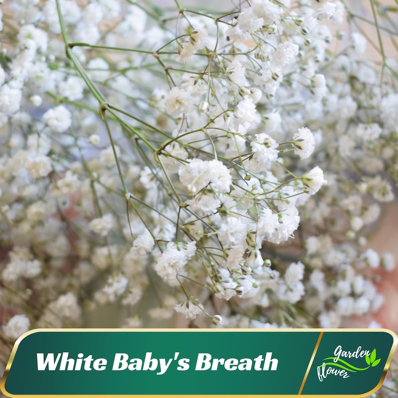 Babys Breath Plant - Etsy