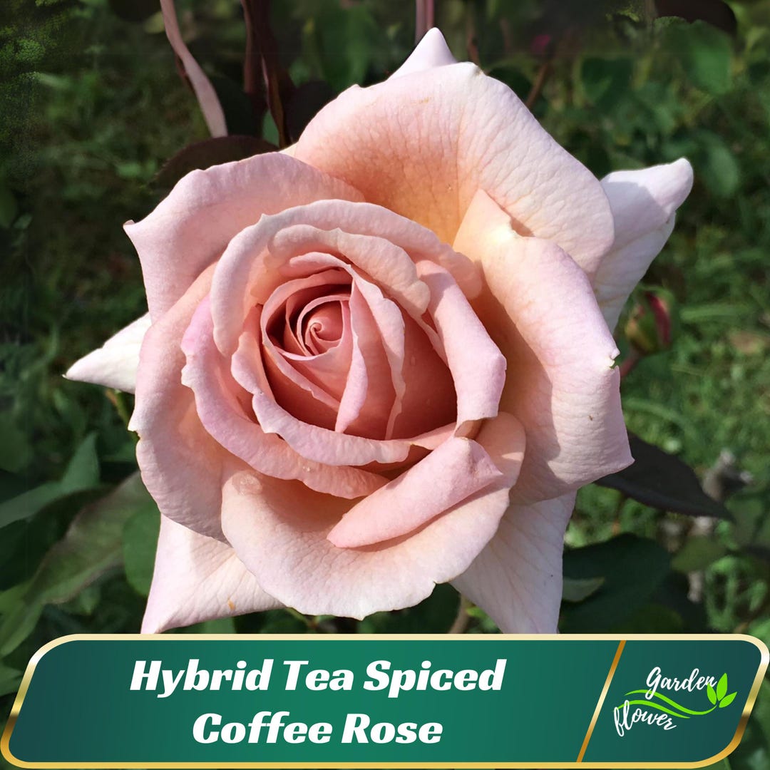 30 Seeds| Hybrid Tea Spiced Coffee Rose Seeds - Perennial - Authentic ...