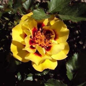 25 Rare Seeds Sunset Babylon Rose Seeds Perennial Authentic Rose Flower ...