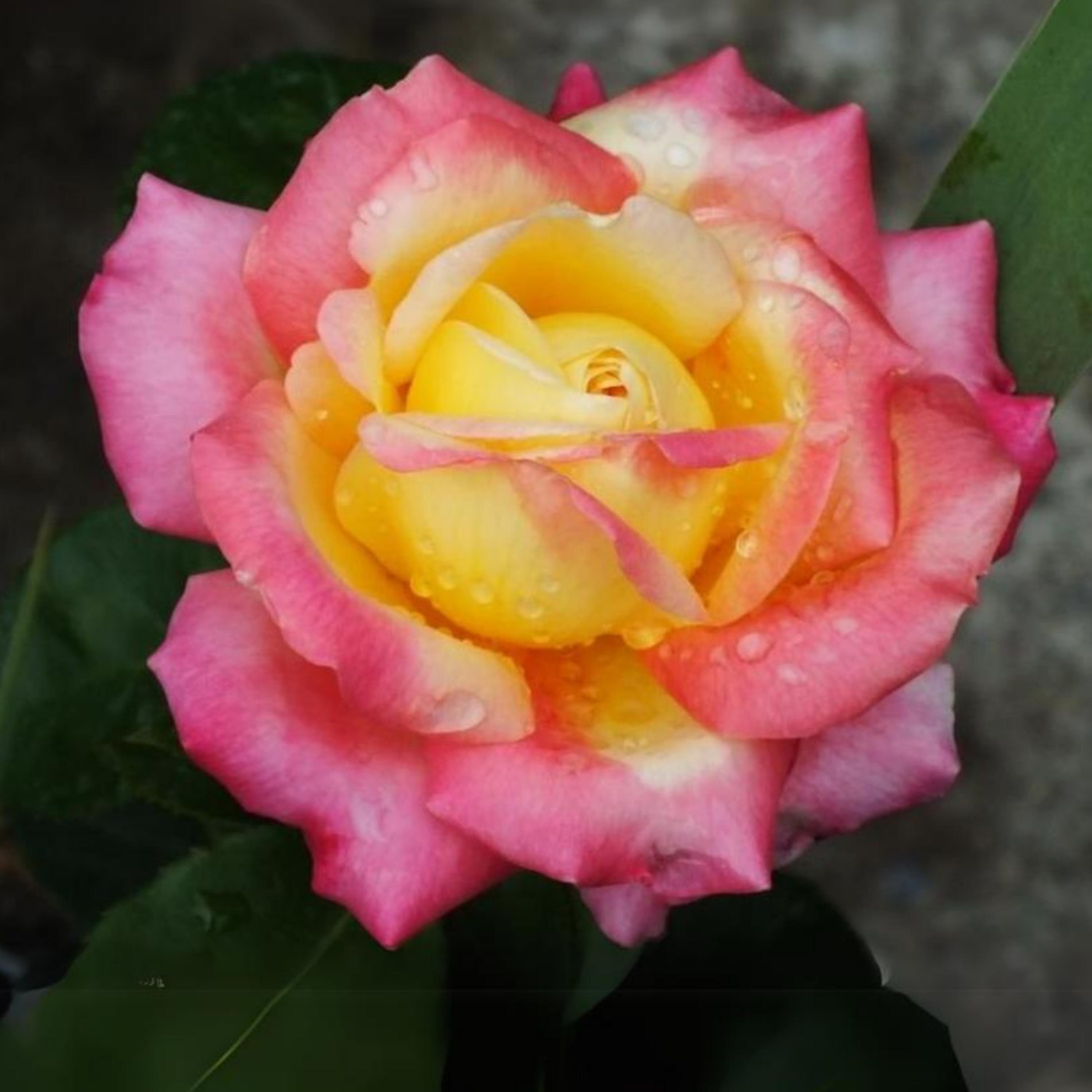 30+ Rare Seed| Love & Peace Rose Seeds - Perennial - Authentic Seeds ...