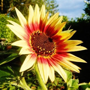 25+ Seeds| Yellow Brown Magic Roundabout Sunflower Seeds-perennial ...