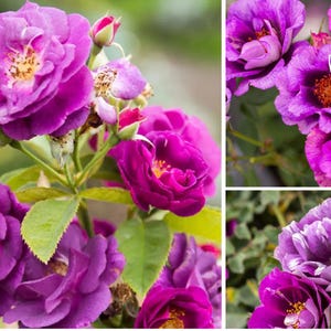 32+ Seeds| the Eyeconic Plum Lemonade Rose Seeds- Perennial - Authentic ...