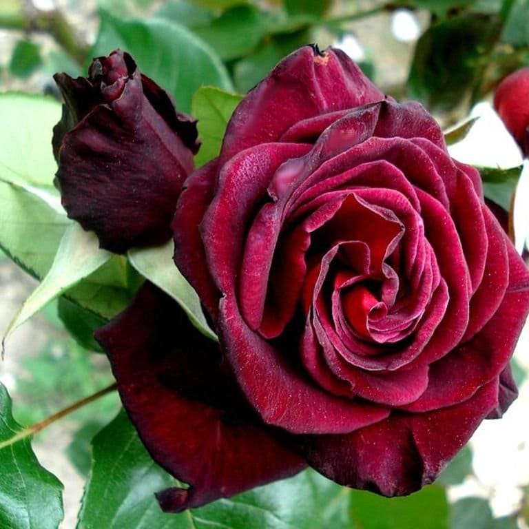25 Rare Seeds Black Baccara Hybrid Rose Seeds perennial - Etsy
