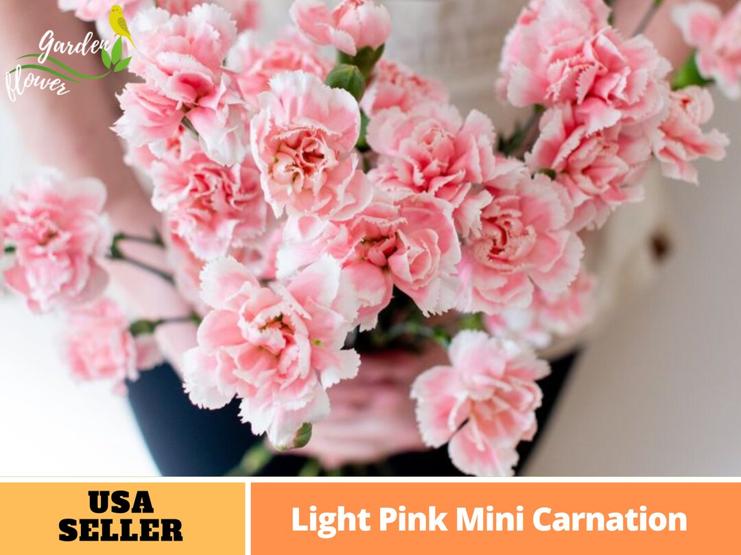 Light Pink Mini Carnation Dianthus Seeds authentic Seeds-flowers ...