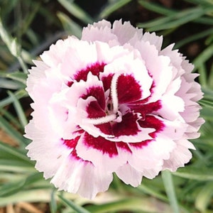 Scent First Coconut Surprise Dianthus Carnations- Authentic Seeds ...