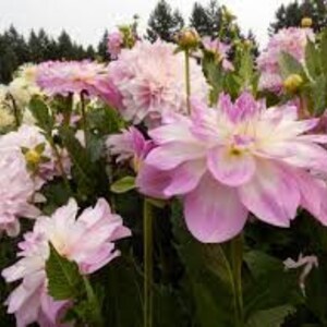 Mikayla Miranda Dahlia Flower Seeds - Perennial - Flowering - Fast ...