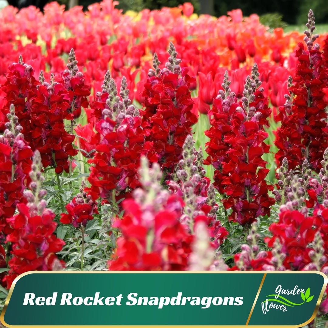 Red Rocket Snapdragons Seeds – Bold Red Blooms , Summer Flower ...