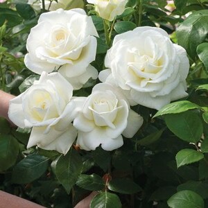 25 Rare Seeds Sugar Moon Rose Seeds Perennial Authentic Seeds Rose ...