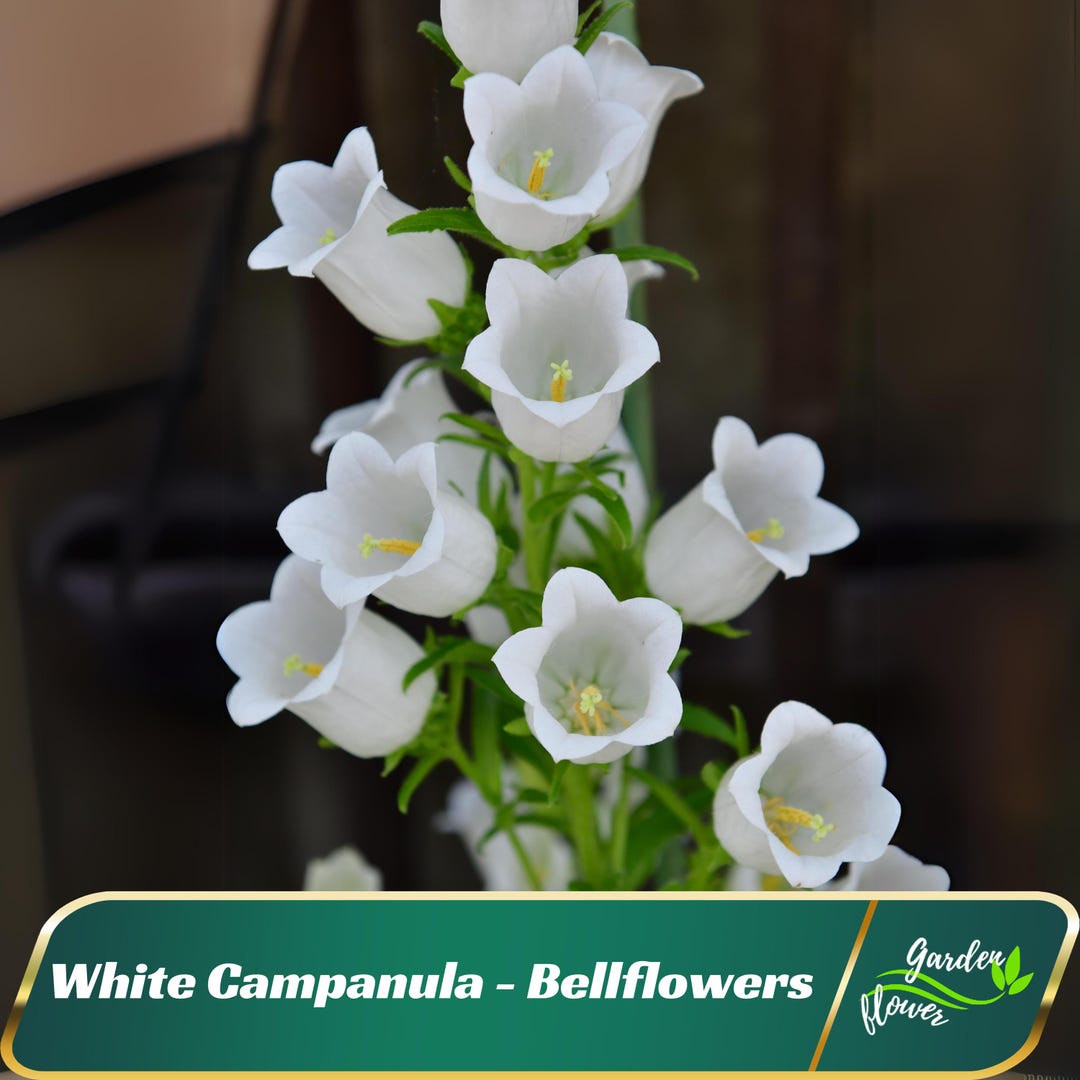 Campanule 'baby White' Seeds - Perennial- Bellflower – Cold Resistant ...