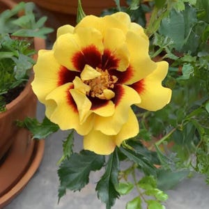 25 Rare Seeds Sunset Babylon Rose Seeds Perennial Authentic Rose Flower ...