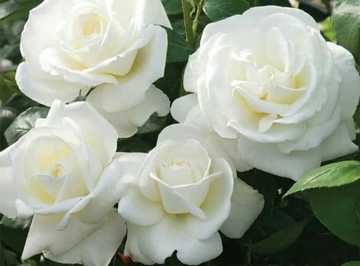 25 Rare Seeds Sugar Moon Rose Seeds Perennial authentic - Etsy