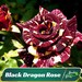 Robinson's Red Painted Daisy Seeds Authentic Seeds Cold Resistant Self ...