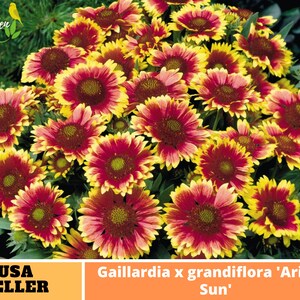 Gaillardia X Grandiflora 'arizona Sun' Perennial Cold Resistant Fast ...
