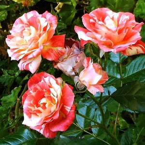 25+ Rare Seeds| Tropical Lightning Climbing Rose Seeds- Perennial ...