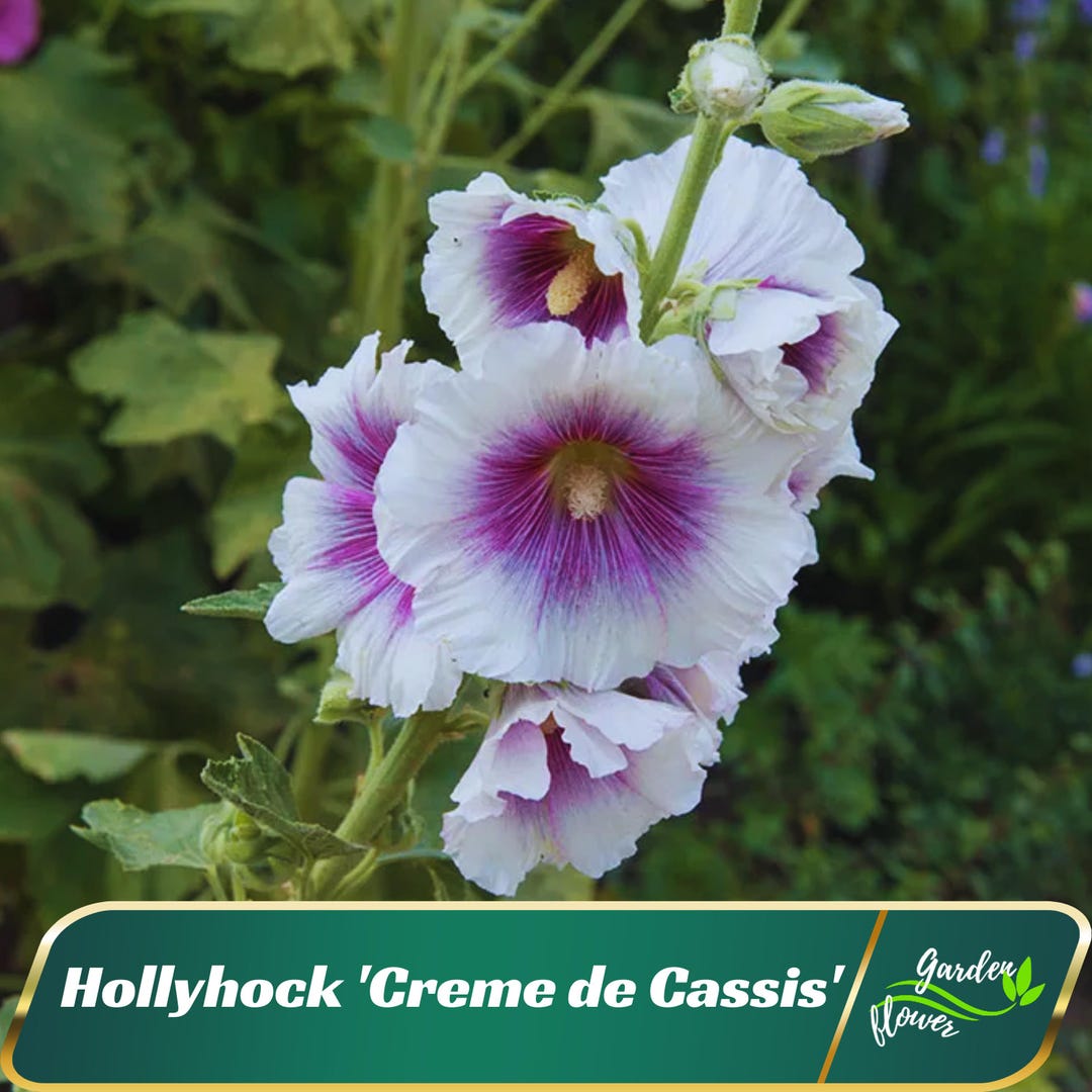 Hollyhock 'creme De Cassis' - Authentic Seeds - Cold Resistant - Fast ...
