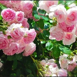 30 Rare Seeds| Pink Climbing Rose Seeds - Perennial - Authentic Seeds ...