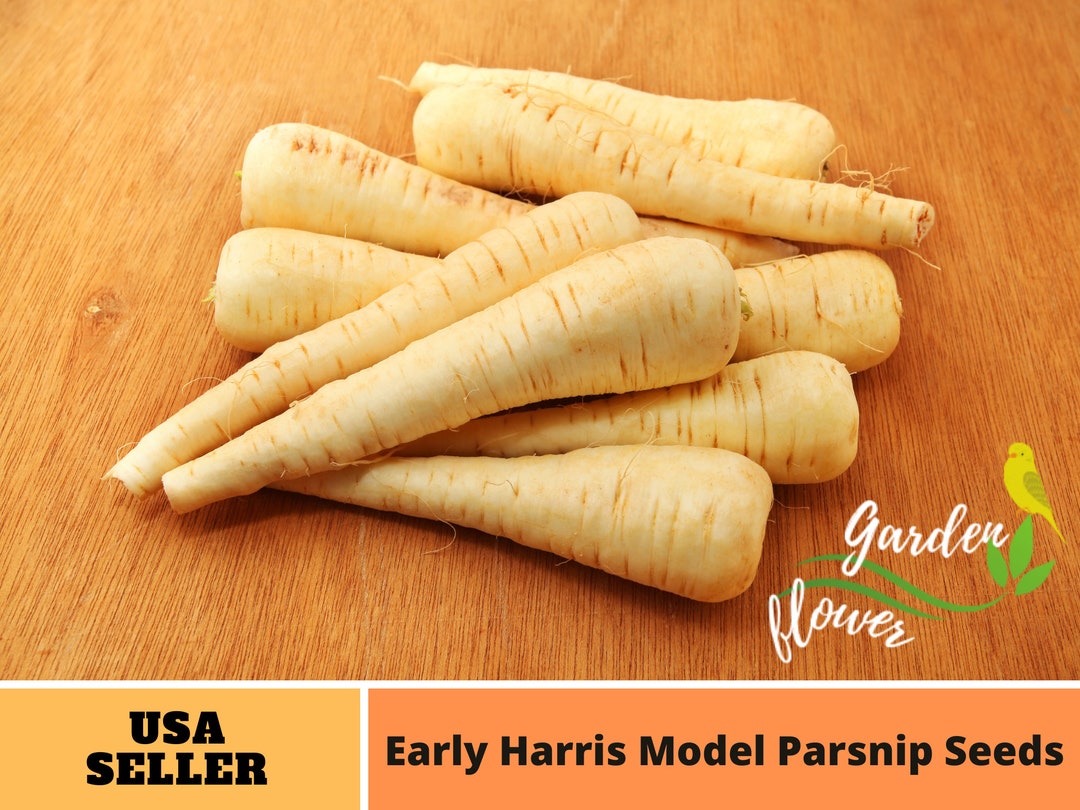 Early Harris Model Parsnip Seeds Perennial Authentic Seeds Organic Non Gmo Vegetable Seeds Mix 9208