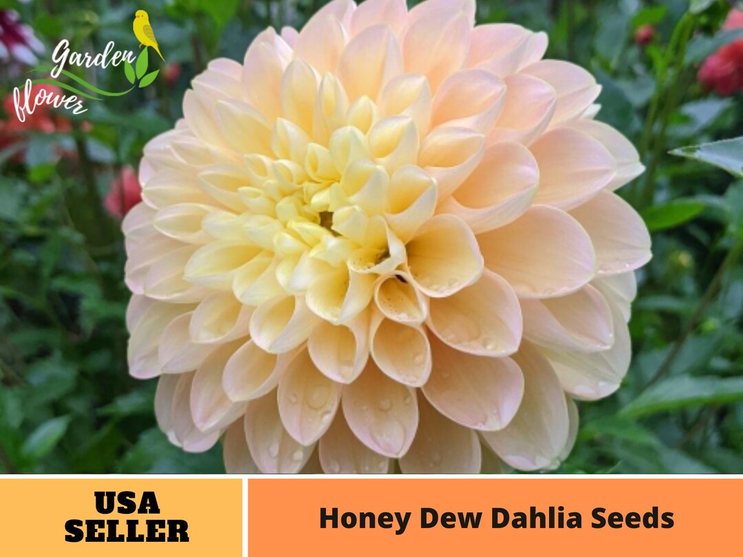 Orange Honey Dew Dahlia Flower Seeds Perennial Flowering Fast Growing ...